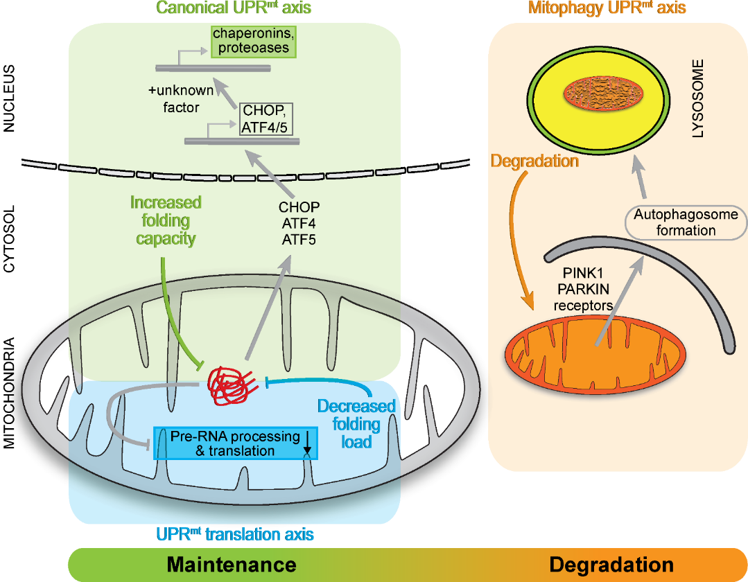 Institute of Biochemistry II │ Goethe University Medical Faculty ...